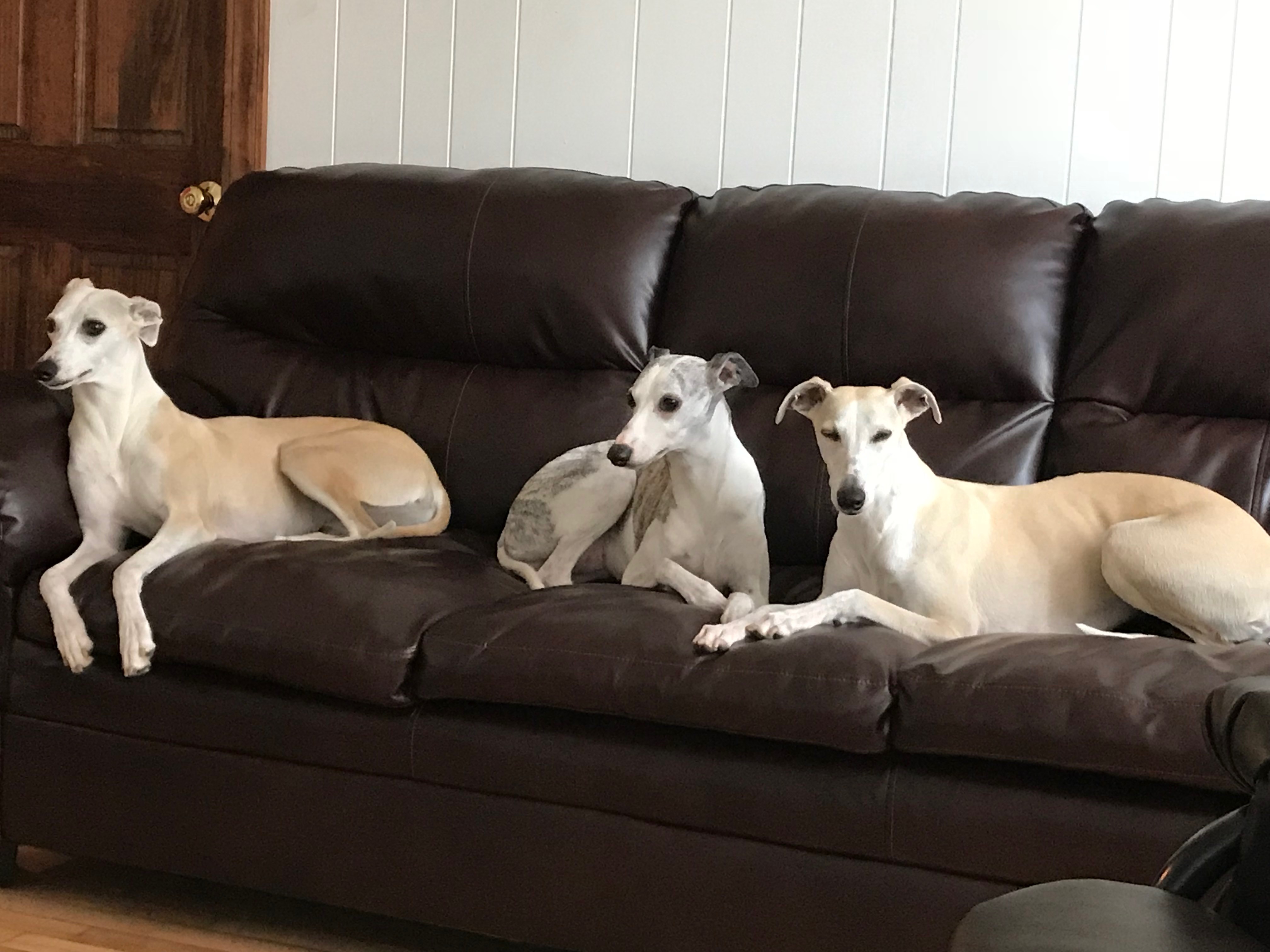 Everlong Whippets