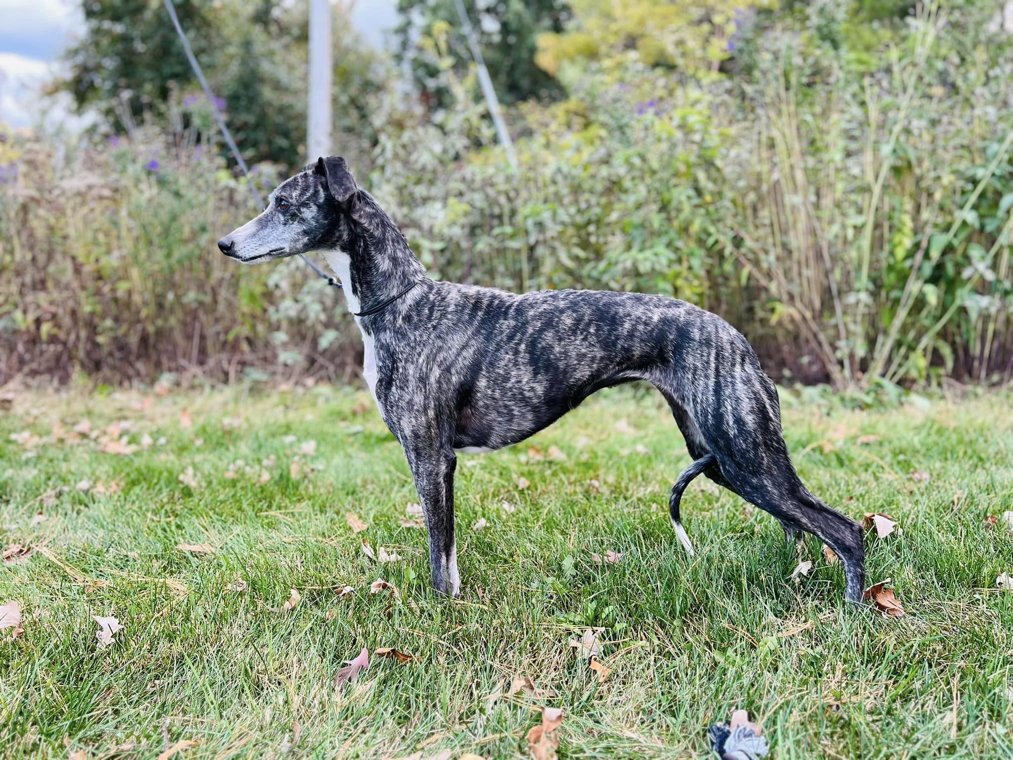 Everlong Whippets