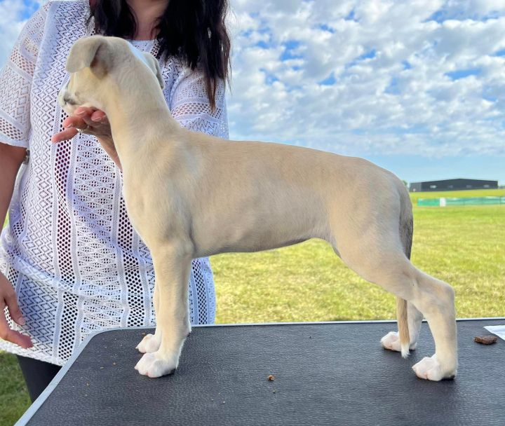 Litters – Everlong Whippets